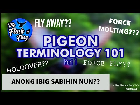 PIGEON TERMINOLOGY 101 | PART 1