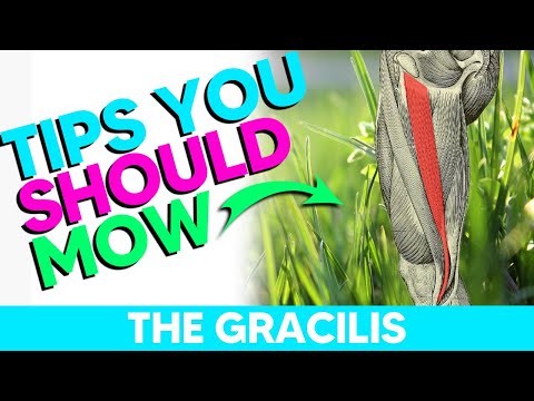 How to Remember the Gracilis Muscle (Origin, Insertion, Action, and Innervation)