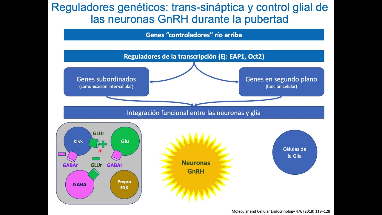 FISIOLOGIA PUBERAL -- Dr. Alejandro Martínez A.