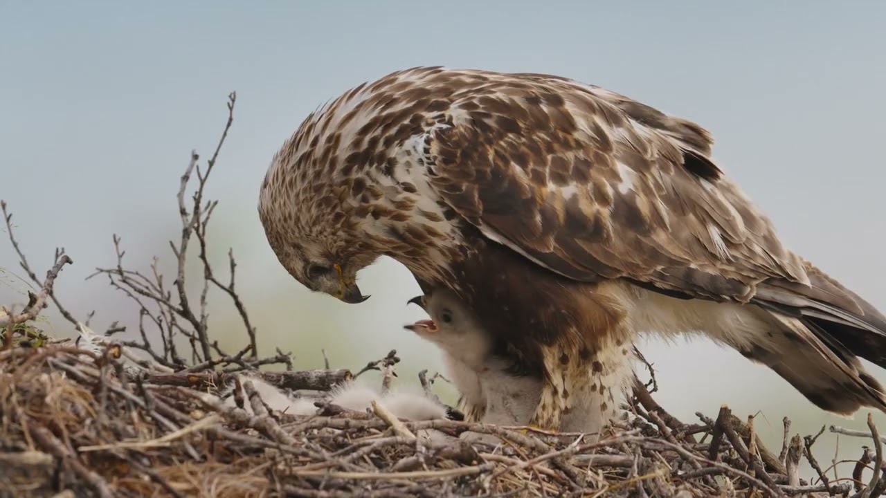 Rough-legged Hawk Mom Feeds Her Chicks at a Nest Along Alaska's Colville River
