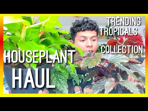 COSTA FARMS TRENDING TROPICALS COLLECTION HOUSEPLANT HAUL - "RARE" INDOOR PLANT HAUL FALL EDITION