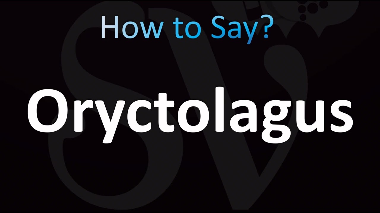 How to Pronounce Oryctolagus (CORRECTLY!)