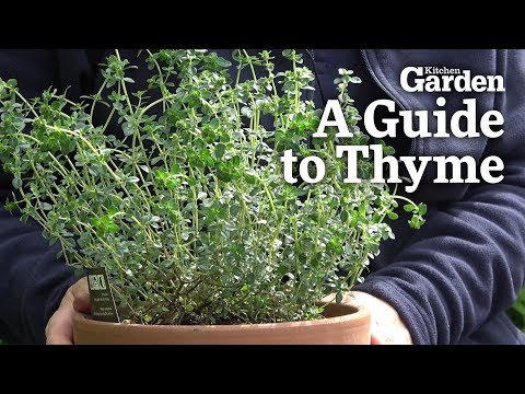 A Guide to Thyme
