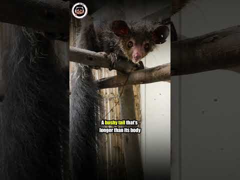 Aye-Aye Madagascar is The Harbinger of Death #ayeaye #animals