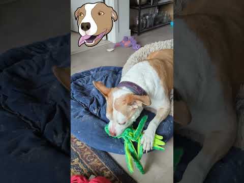 PetsofWorld Octopus Toy πΆππ