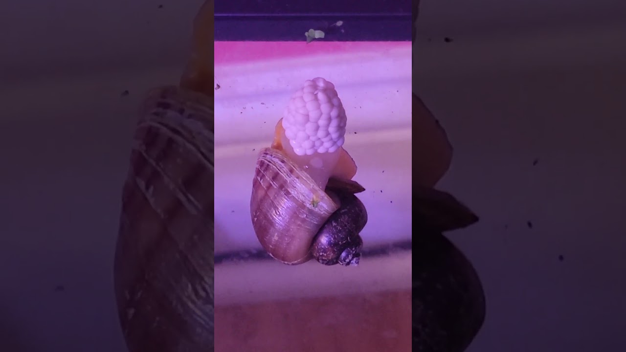 Mystery Snail laying eggs!