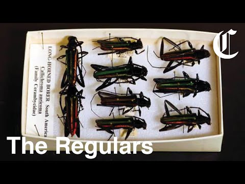 The Entomologist: Insect Expert Challenges Bias Against Bugs | The Regulars