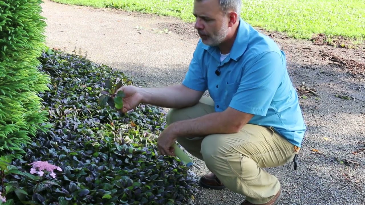 Bugleweed (Ajuga reptans) - Plant Identification