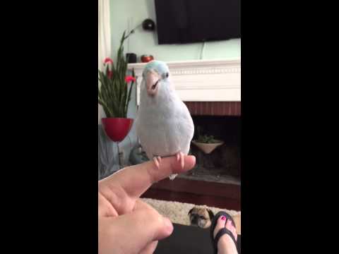 Parrotlet Chirping