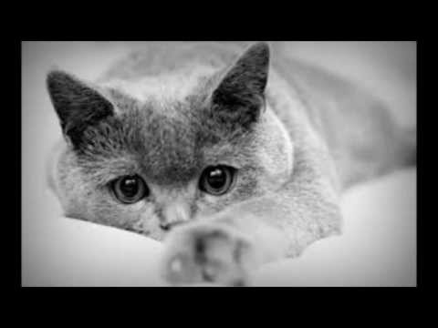 Watch “Sad Cat Diary” on YouTube | Utopia, you are standing in it!