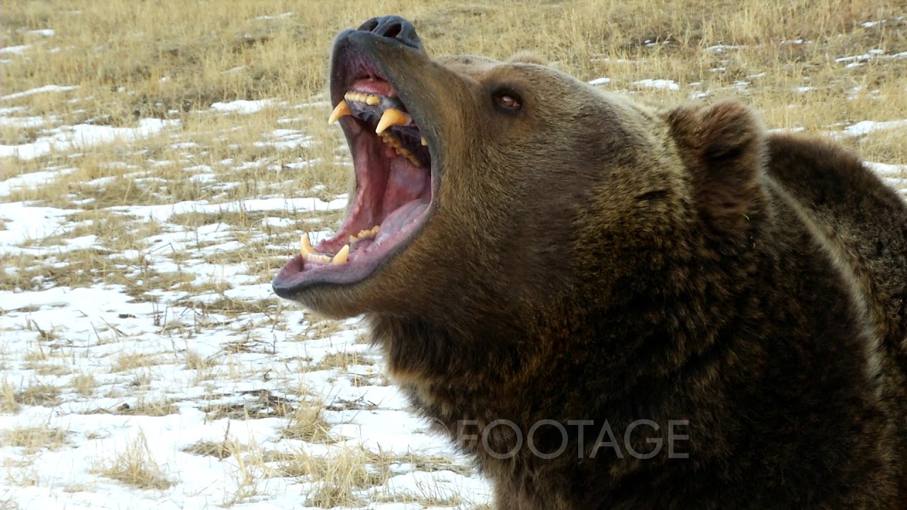 A Grizzly Bear Growling And Snarling