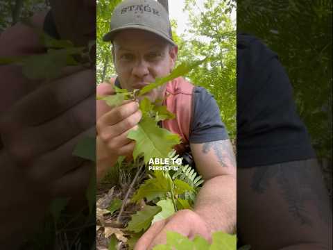 What is “advance” regeneration? #tree #trees #forest #nature #plants #ecology #stem #short #shorts