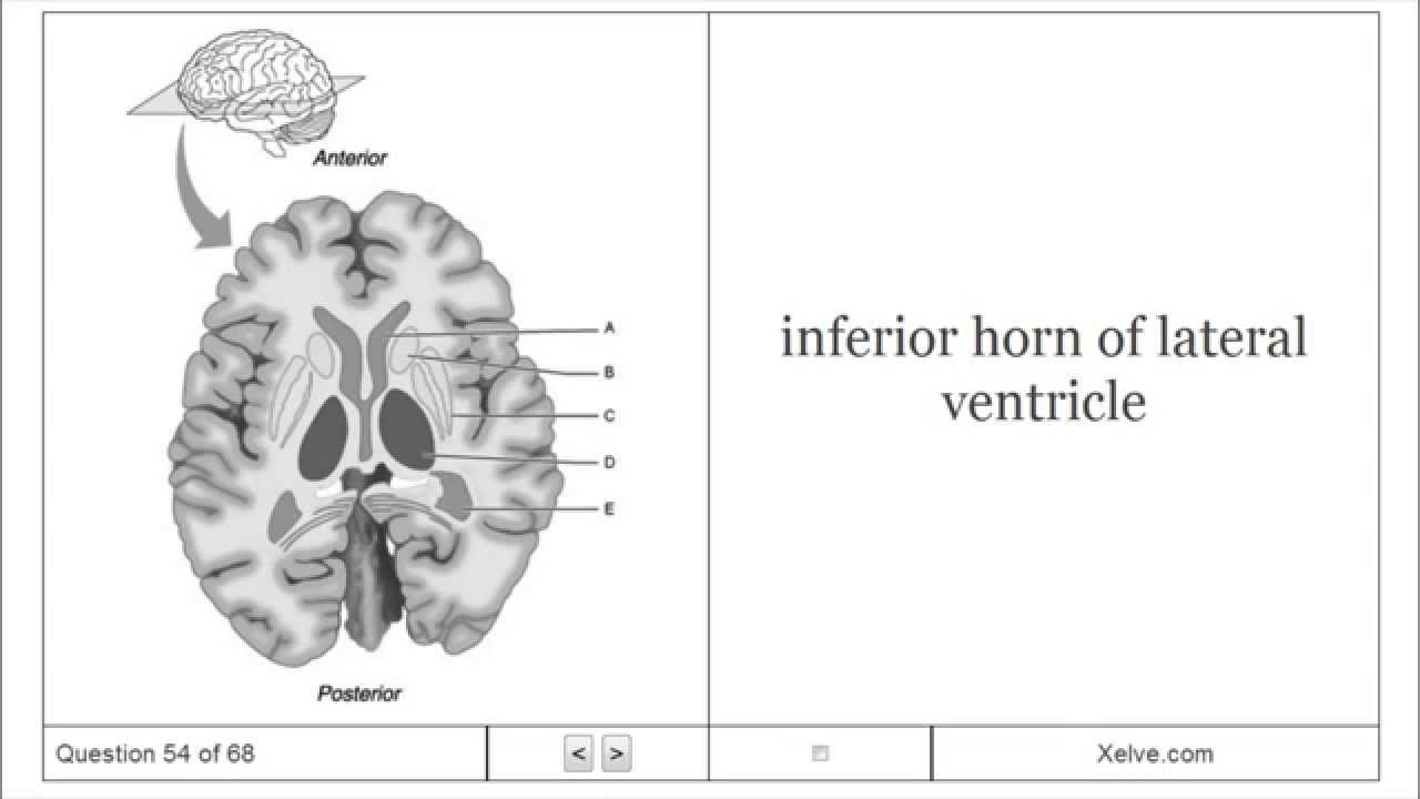 Introduction to Human Anatomy and Physiology - 7 The Nervous System - Flashcards