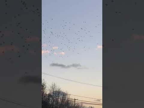 Migrating ribbon of grackles in Portsmouth 10-29-21