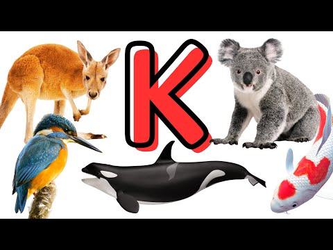 Animals - Fascinating World of Animals - Animal Name That Start with K - English Language Speaking