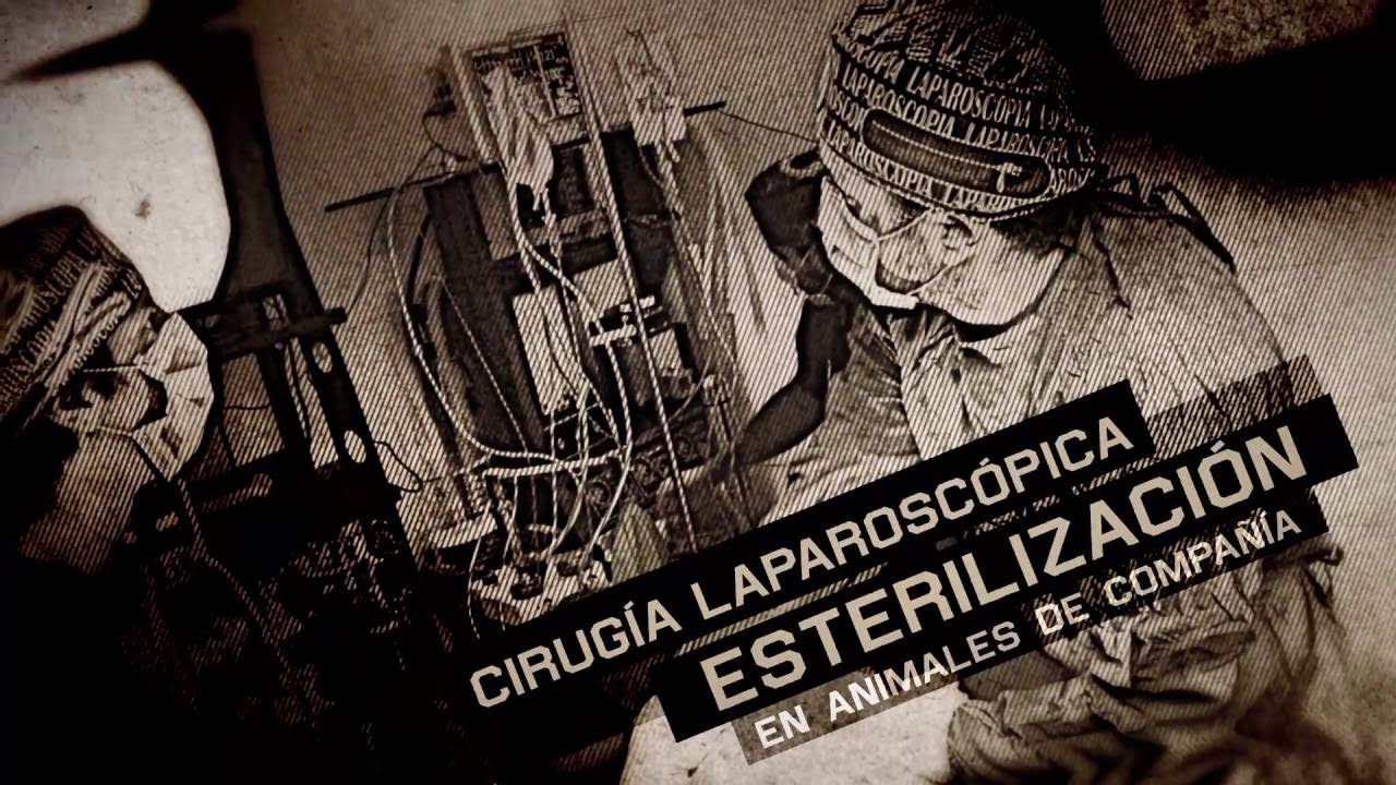 La Esterilización Laparoscópica, Una Excelente Opción - ECiMiVet