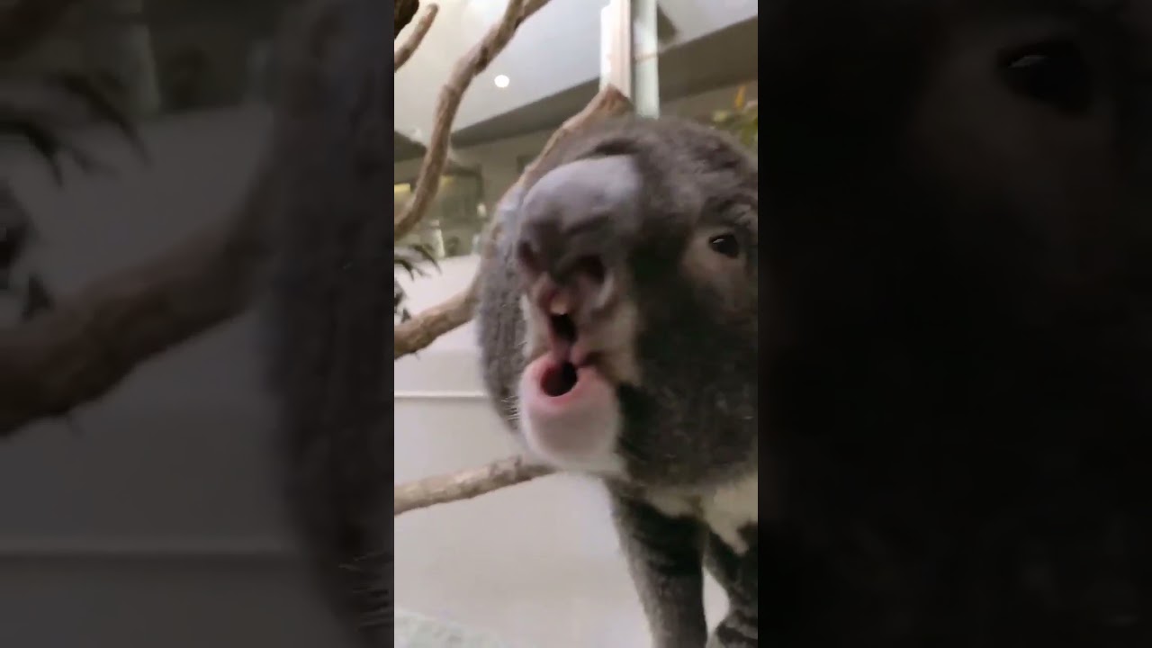 There's no way Koalas sound like this