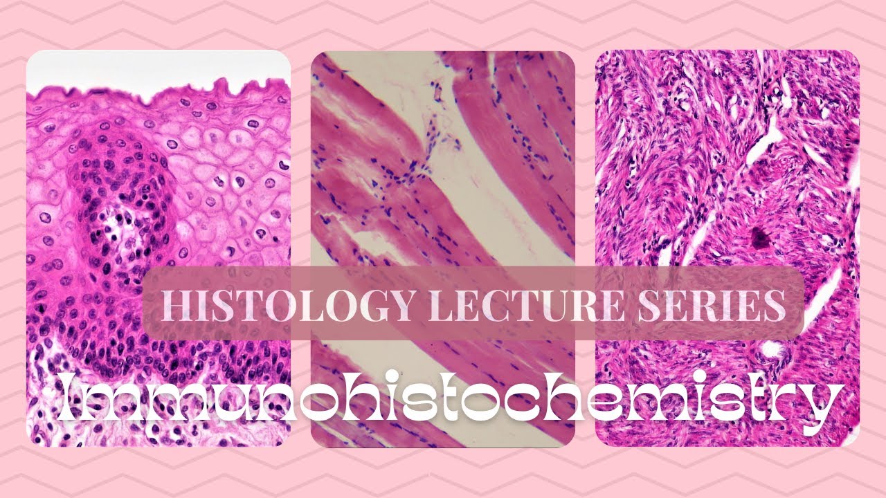 Immunohistochemistry-Histology Lecture Series