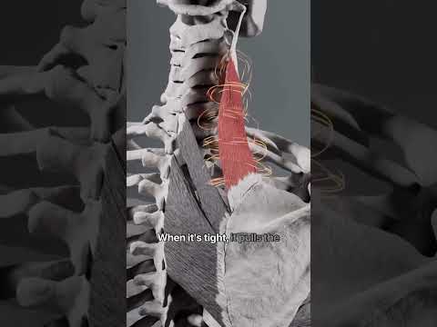 Levator scapulae