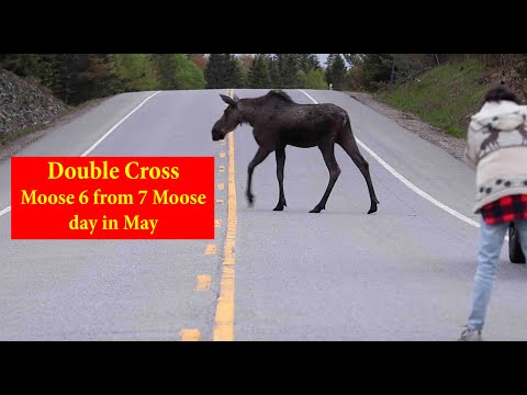 Moose Crosses Road Twice! | Close Call with Car in Algonquin Park