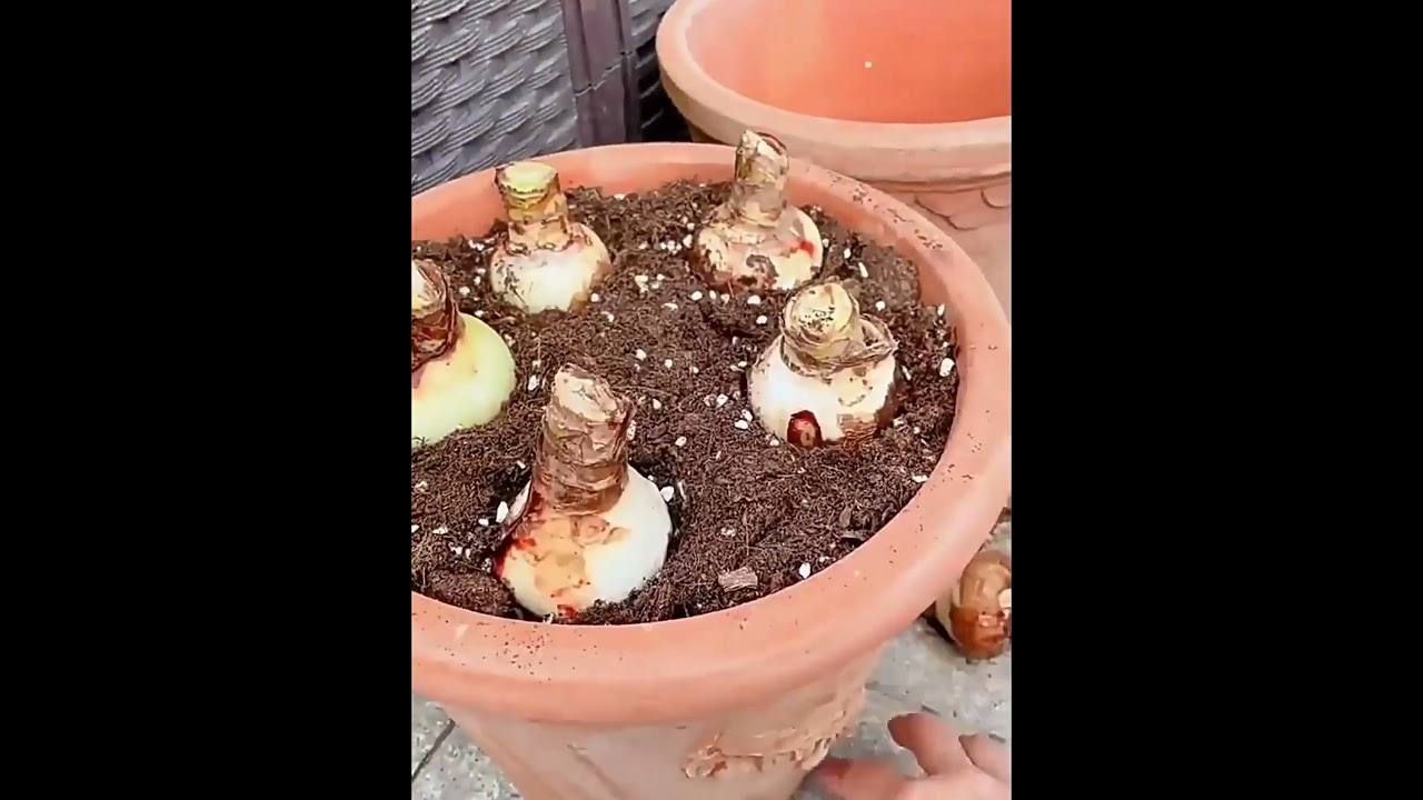 Amaryllis Bulb – oagarden.com