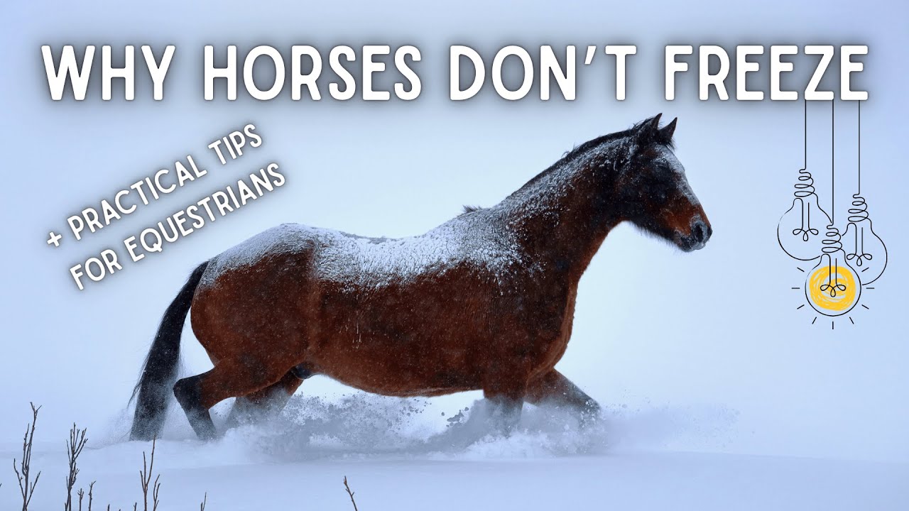 Freeze? Not Horses! Science explained.