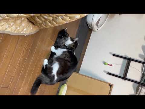 Cats Mating in Different Style. #catlover #cats #video