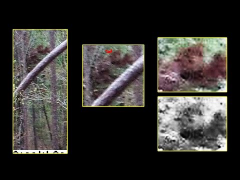 Robert Dodson, trail cam photo - BREAKDOWN request.