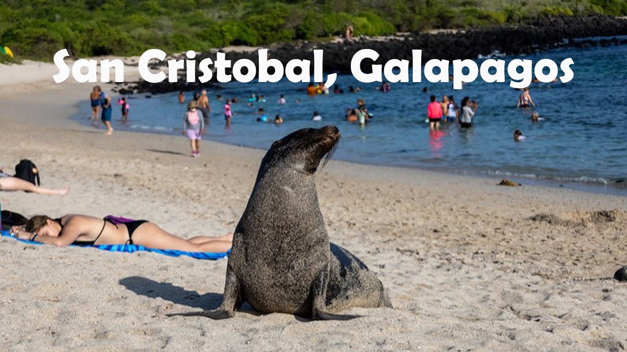 GALAPAGOS San Cristobal Island Tour - Sea Lion Island, La Loberia Beach & More