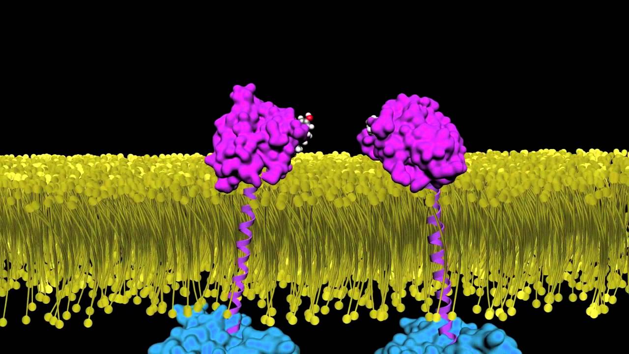 UCBerkeley iGEM 2011-EstrogenReceptor