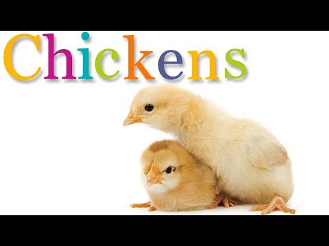 CHICKENS | Animal Book for Kids Read Aloud