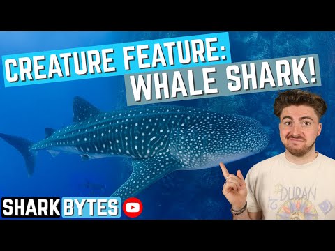 Creature Feature: Whale Shark!