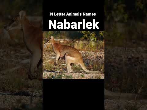 N Letter Animals Names With Images!! Animals Names With Images!! @sakala-multicolours.