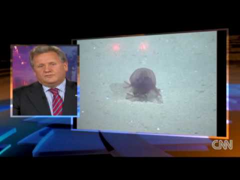 Dumbo Eared Octopus And Deep Sea Creatures Census Of Marine Life Kempton Ideas Revolutionary