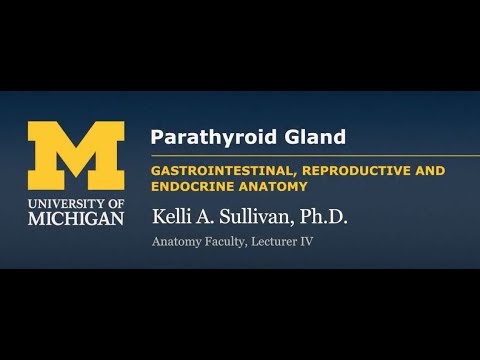 Endocrine System: Parathyroid Gland