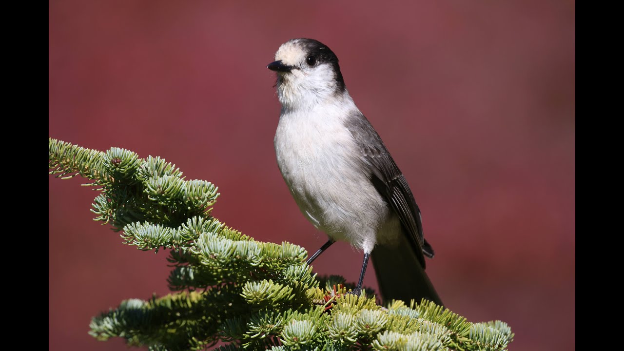 01 Flowcytoscript tutorial intro