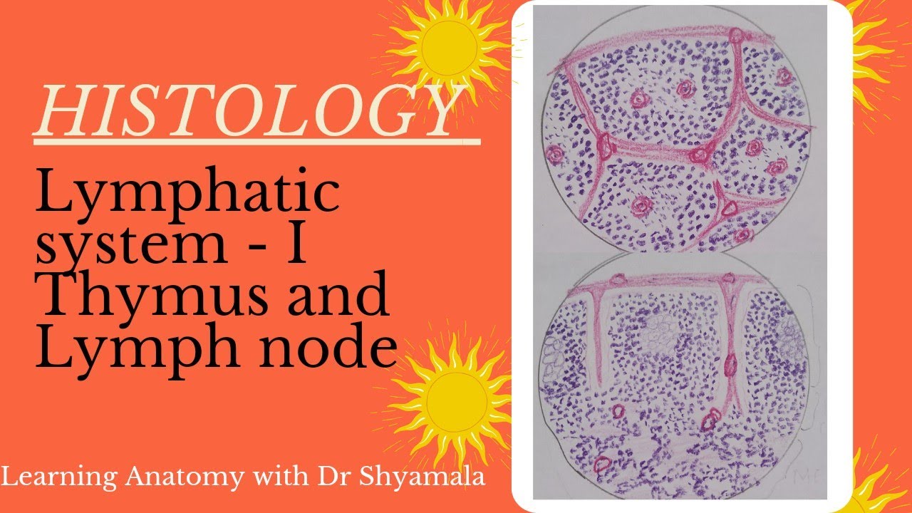 Histology of Thymus and Lymph node. Step by step guide with brief description