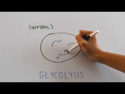 Cellular Respiration