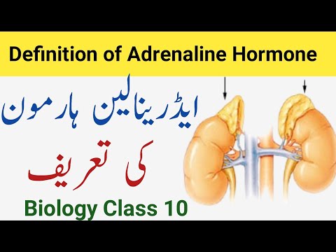 What is Adrenaline Hormone || Definition of Adrenaline in Hindi || Meaning of Adrenaline