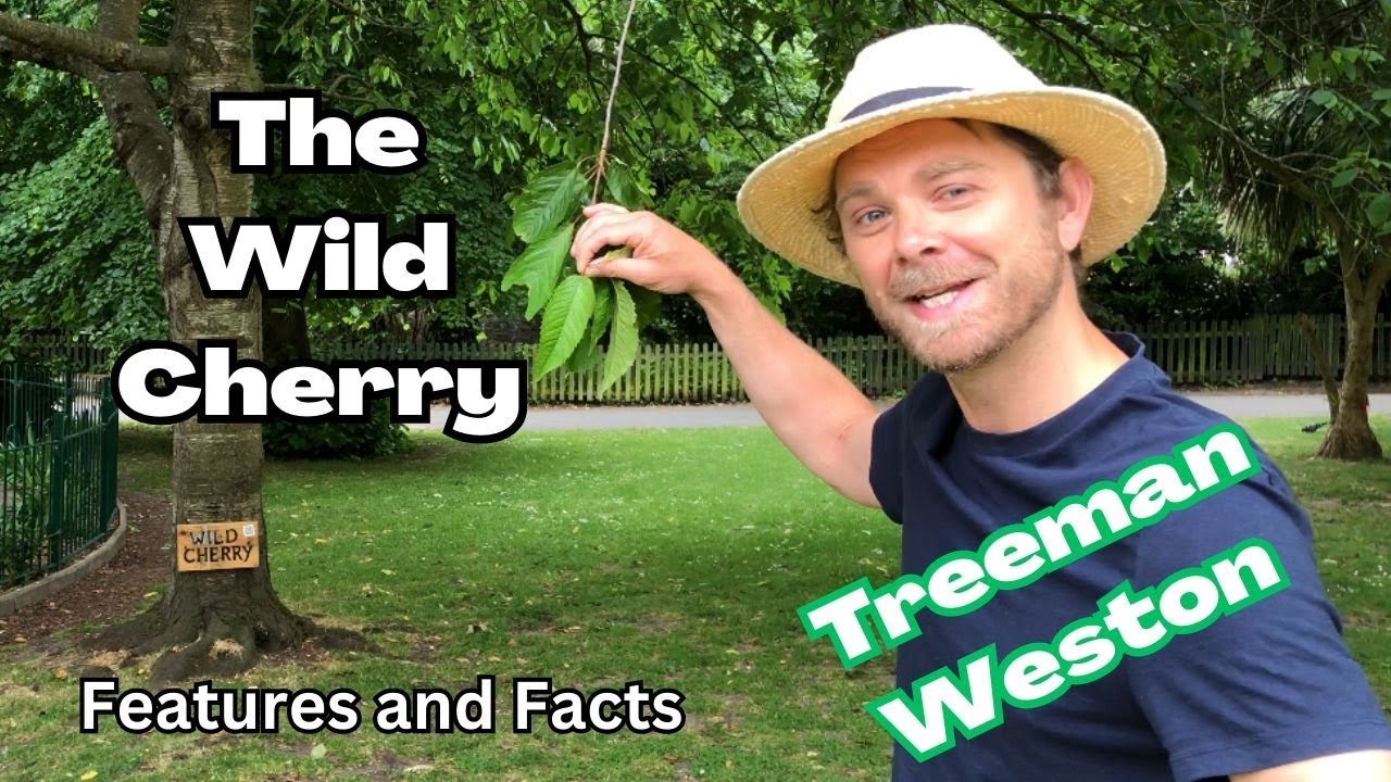 Wild Cherry Tree Identification (Prunus avium) Features and Facts