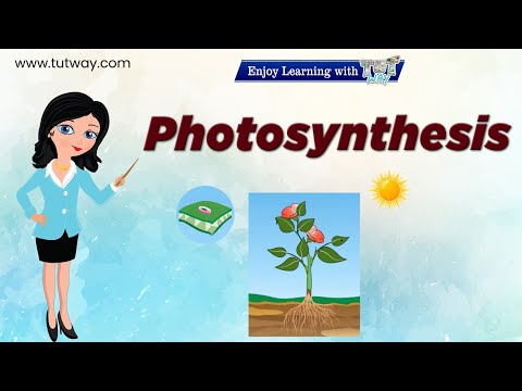 Photosynthesis - Definition, Process & Diagrams | Photosynthesis- How Plants Make Food | Science