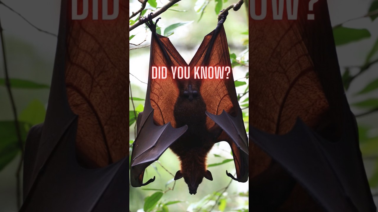 Bats 101 🦇  The Surprising Truth About Their Unique 'Thumbs'! #animalfacts #bats #wildlife