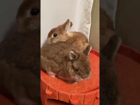 two lovers. are they compatible with each other? #rabbit