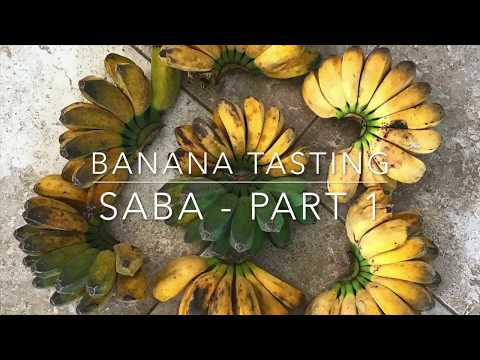 Saba Banana - A HUGE banana plant which grows well in Florida