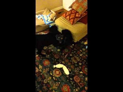 Puppy playground