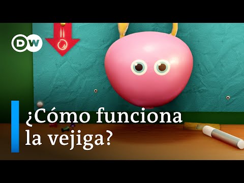 ¿Cuál es la función de la vejiga urinaria?