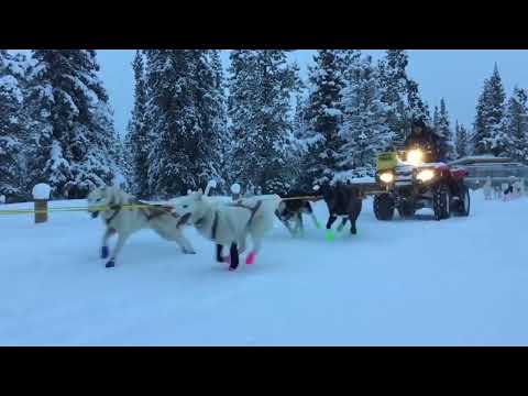 Siberian Huskies Excitedly Pull Sleds on Snowy Day - 1277355