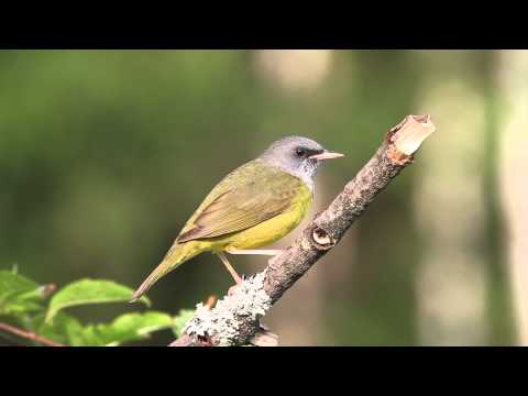 Mourning Warbler