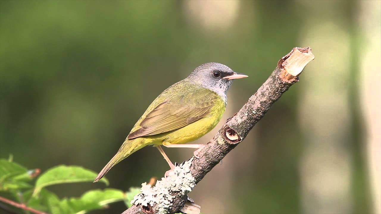Mourning Warbler