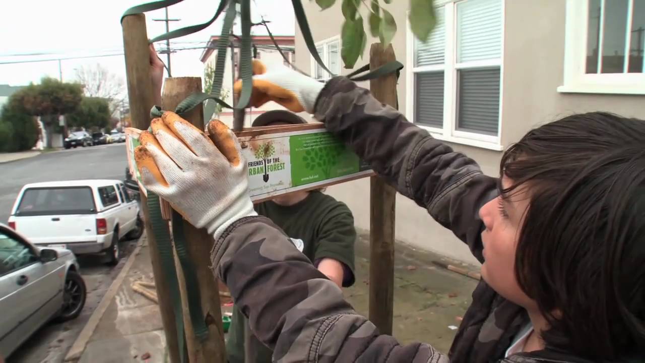 Getting a Tree (short version)